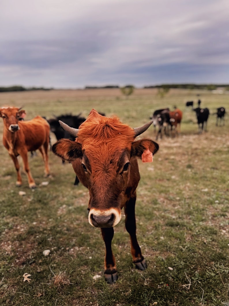 Hi Cow by Jill Krause Digital Download Photo Texas Spring - Etsy