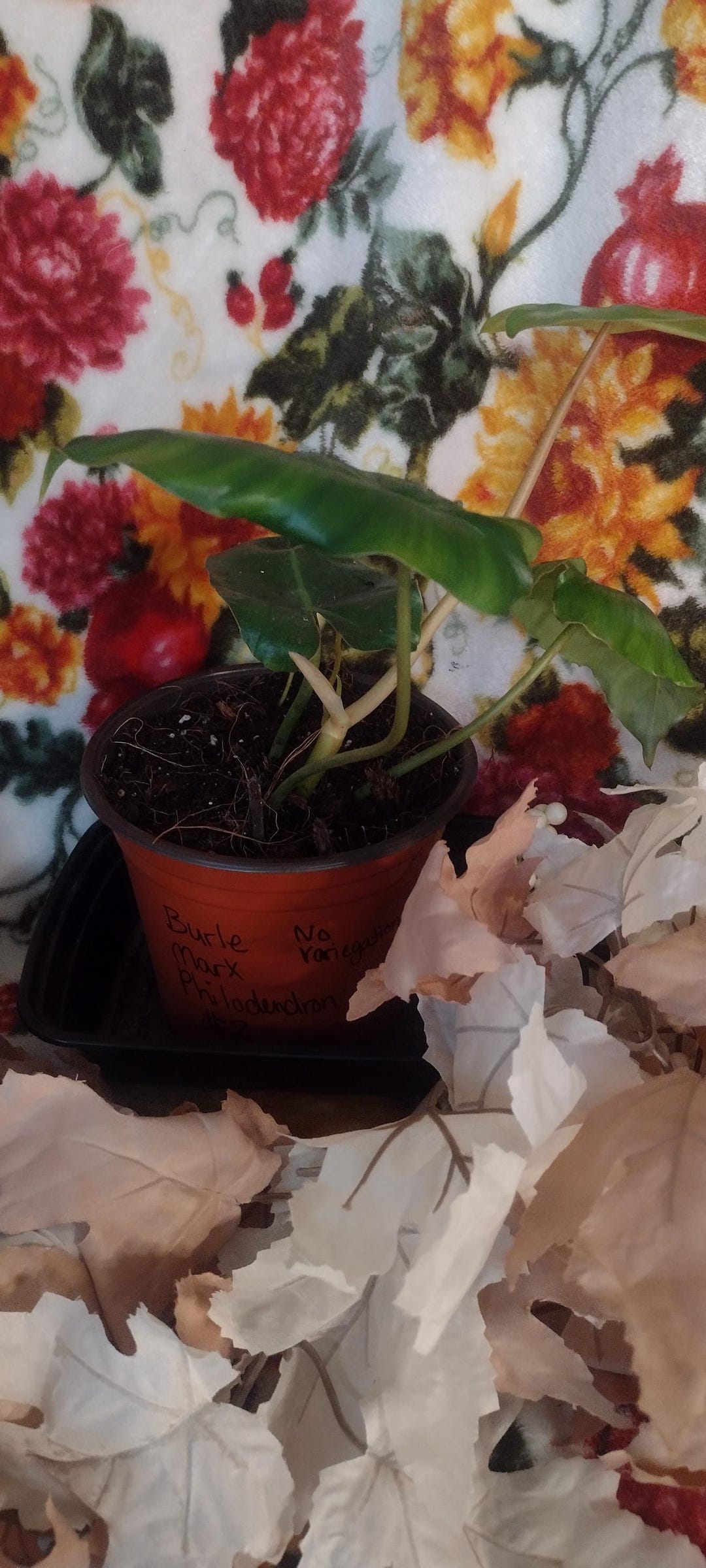 Reverted Burle Marx Philodendron, 2, 6 Pot, Strong Root System ...