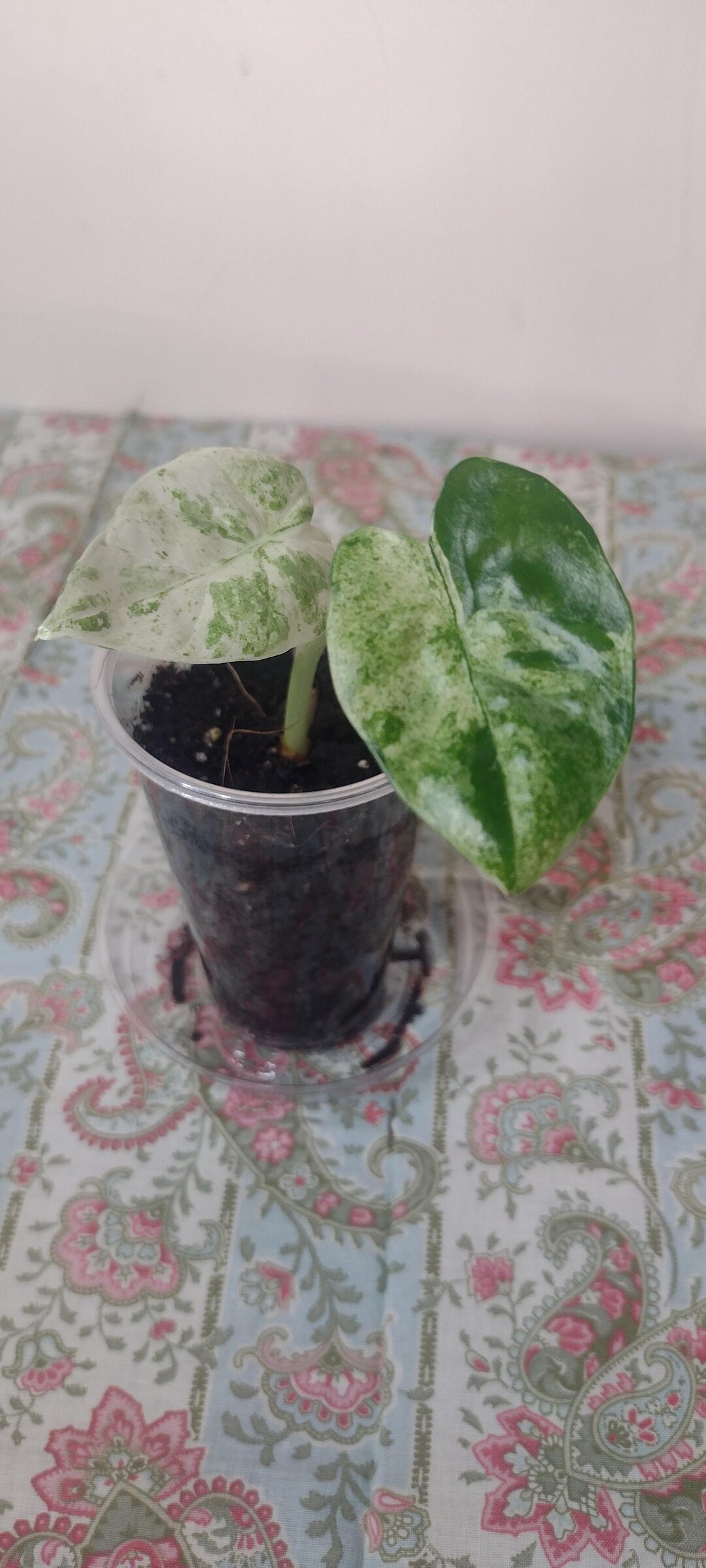 Snow Alocasia, Odora Batik #8, 2" Cup, Corm Grown, Live Plant, Starter ...