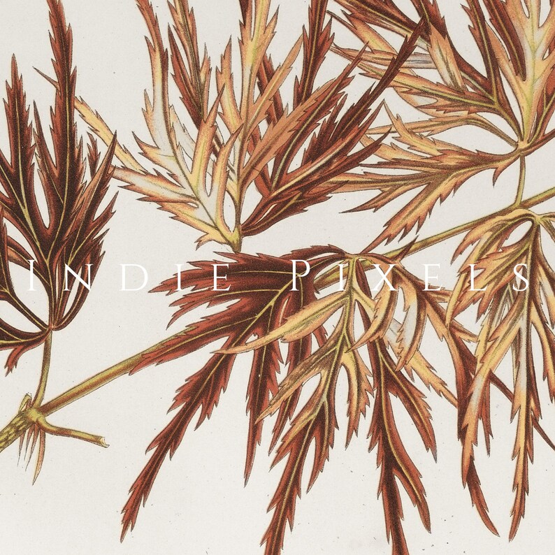 Vintage Japanese Maple Botanical Print, Autumn Wall Art (digital ...