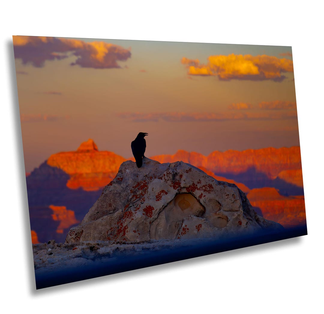 Grand Canon Raven Resting at Sunset - Etsy