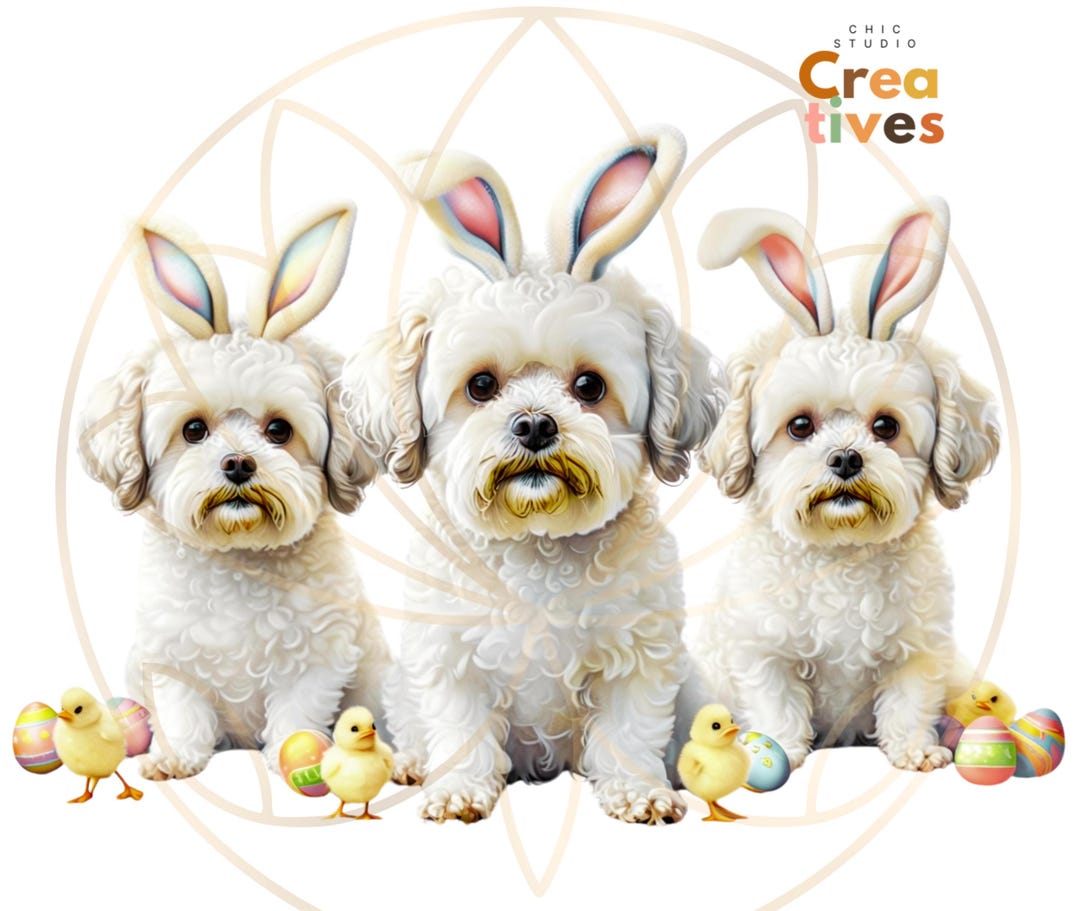 Maltese Malipoo Bichon Frise Dogs in Easter Bunny Ears Dogs Dressed as ...
