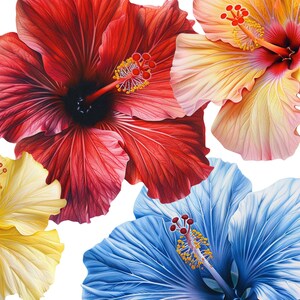 Watercolor Hibiscus Clipart, Tropical Flower PNG Files for Wedding ...