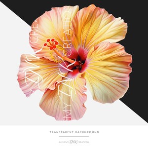 Watercolor Hibiscus Clipart, Tropical Flower PNG Files for Wedding ...