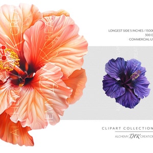 Watercolor Hibiscus Clipart, Tropical Flower PNG Files for Wedding ...