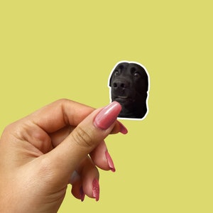 Tiktok Dogs, Confused Dogs Sticker, Awkward Dogs, Awkward Staring, Two ...