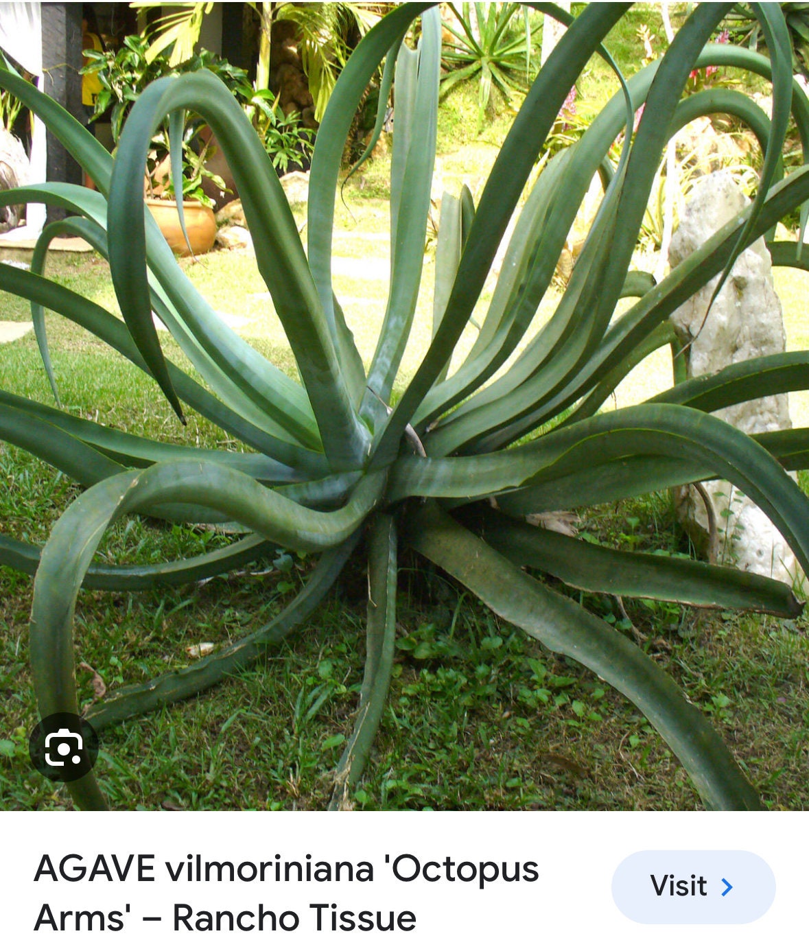5 Agave Vilmoriniana, Popular Octopus Agave, Unrooted Arching and ...