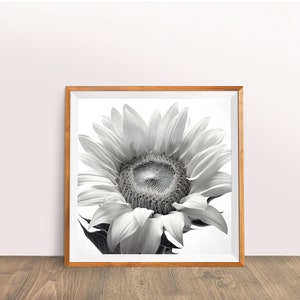 Sunflower in Greyscale Square Digital Download - Etsy