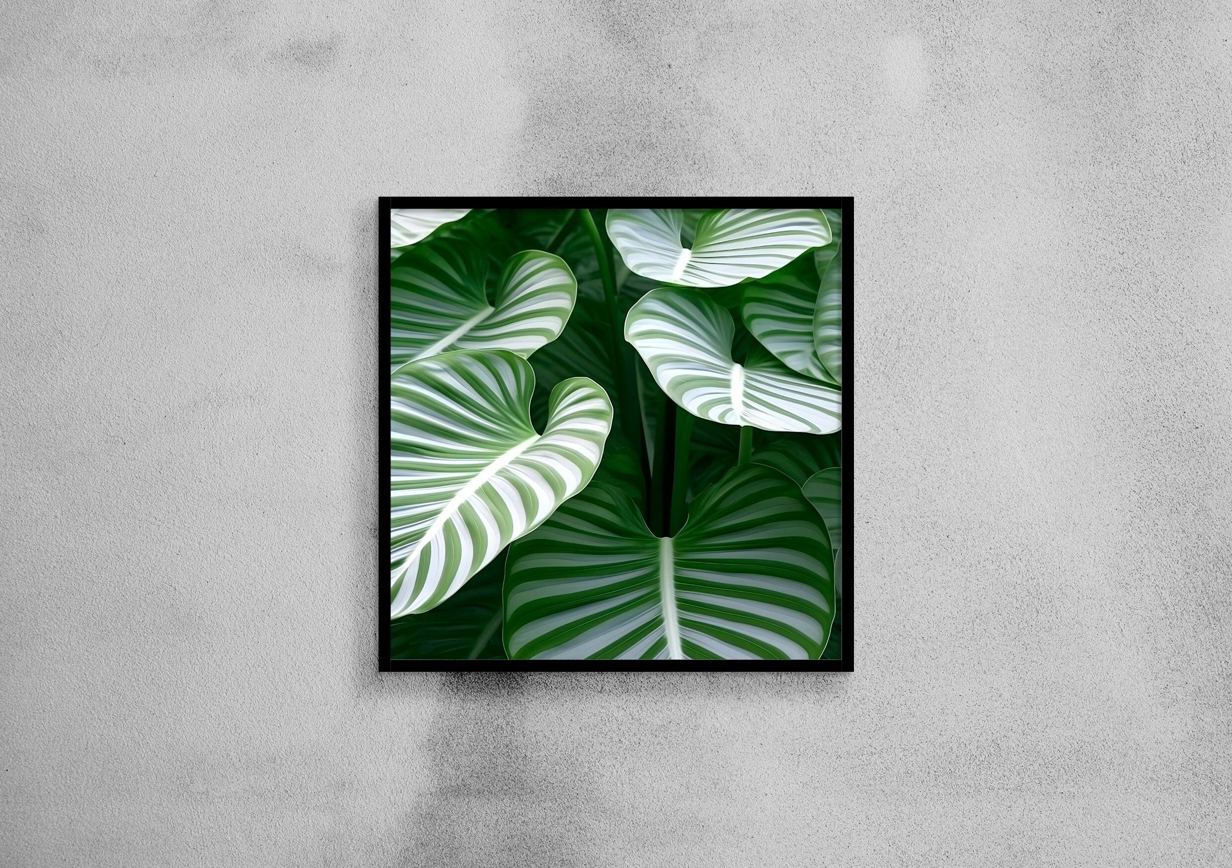Calathea Plant HD Digital Download - Etsy