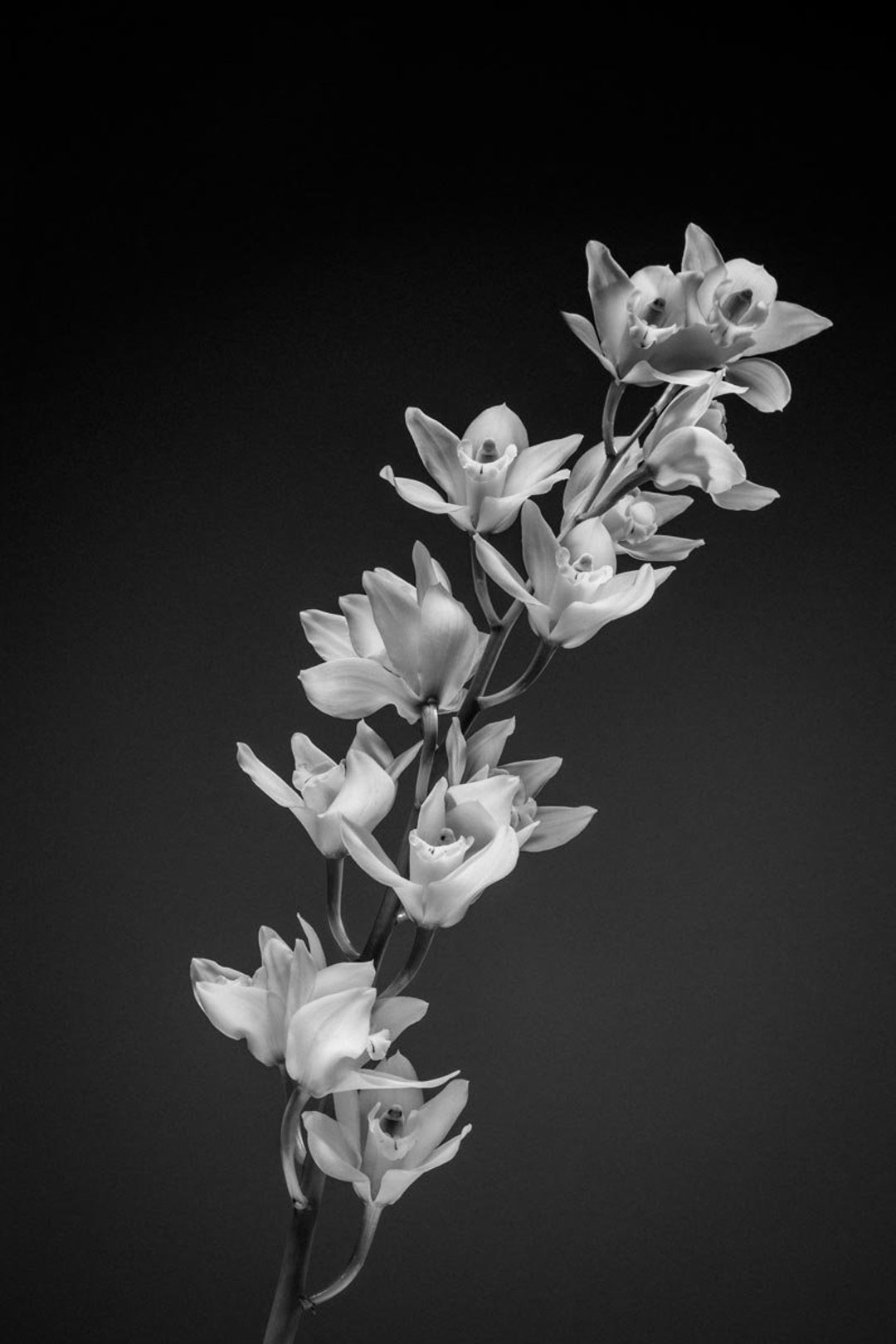 Flower - PNP#00017 - Etsy