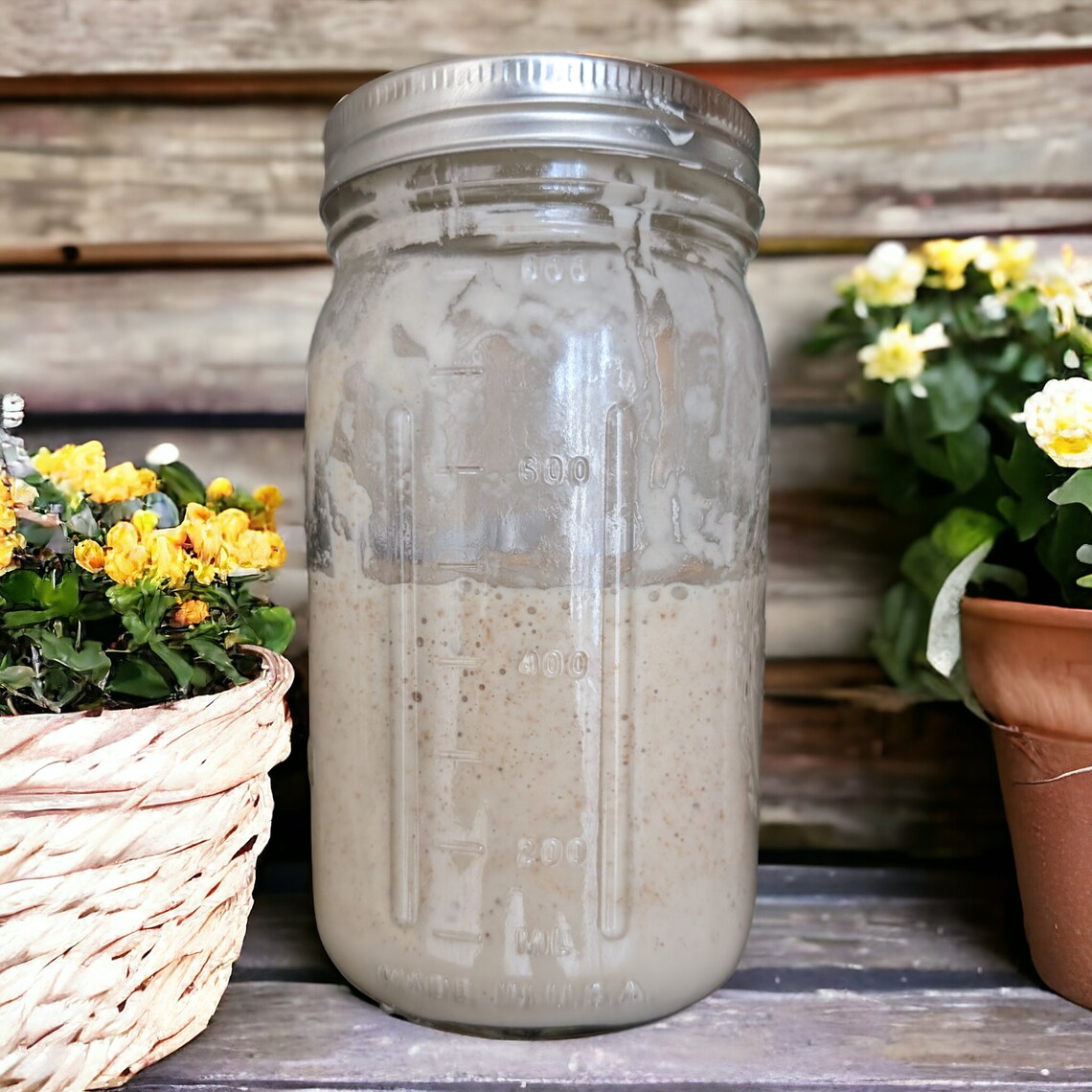 Whole Wheat Sourdough Starter Aurora's Embrace: Willow's Hearth Dried ...