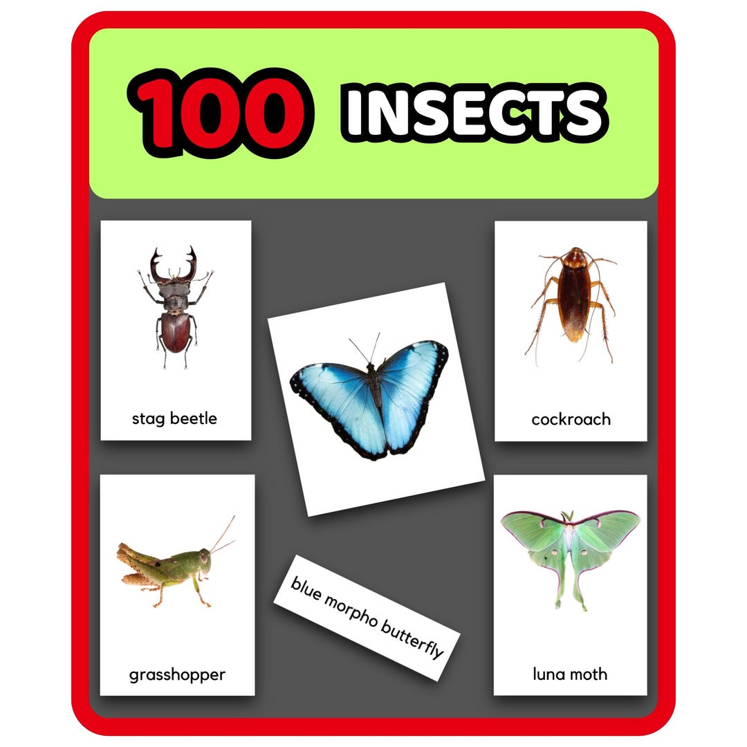 100 Insects 3-part Montessori Cards | Nomenclature Flashcards ...