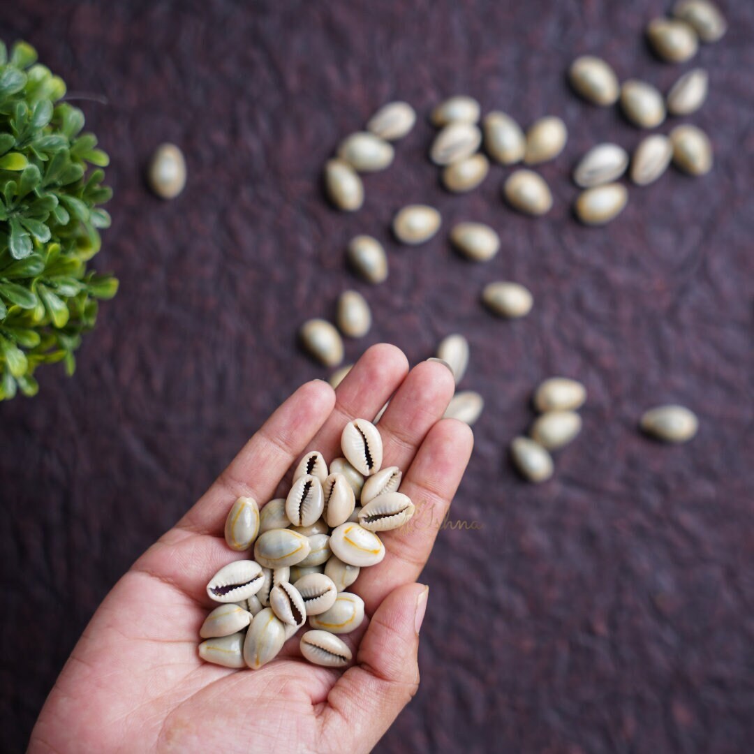 Natural Cowrie Shells for Crafts Projects No Hole. 10/30/50 - Etsy UK