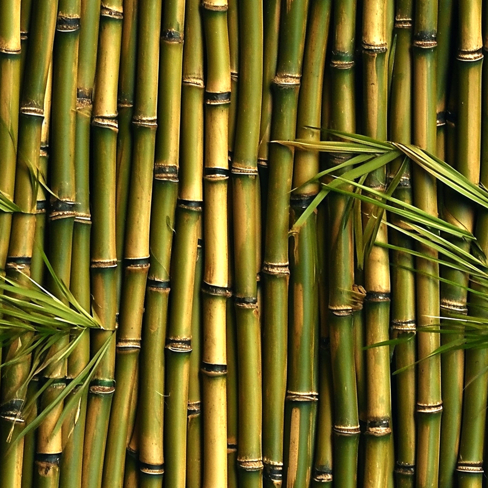 Bamboo Digital Pattern - Etsy