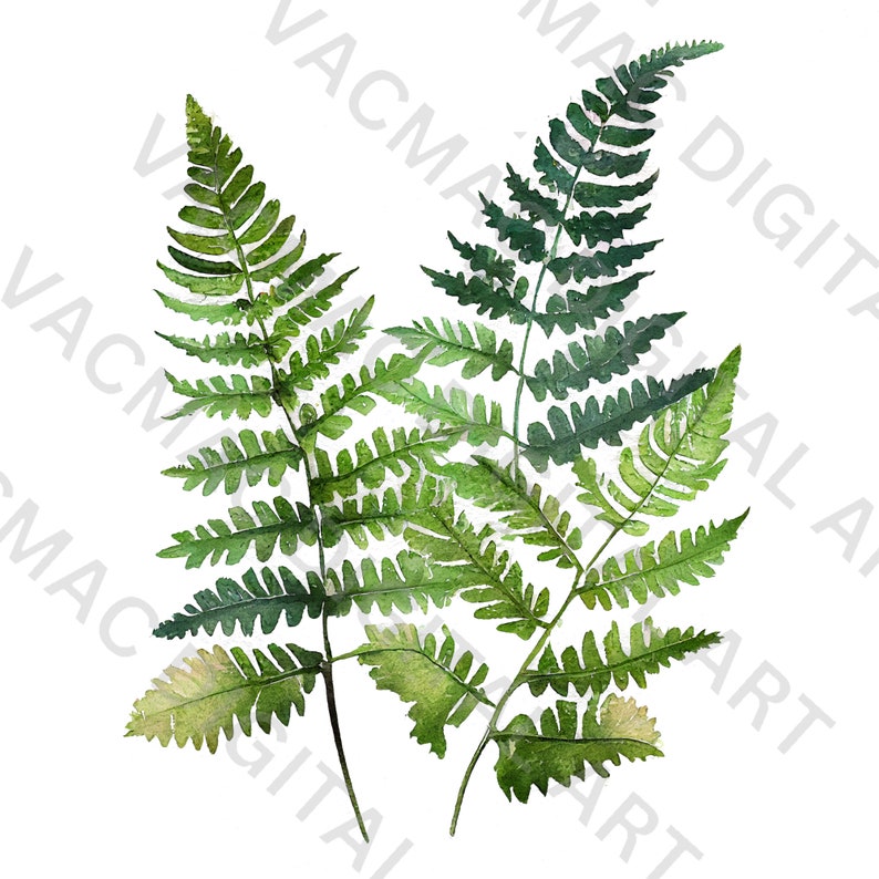 Rainforest Animals Clipart, 38 PNG Watercolor Images, 300 DPI, Digital ...