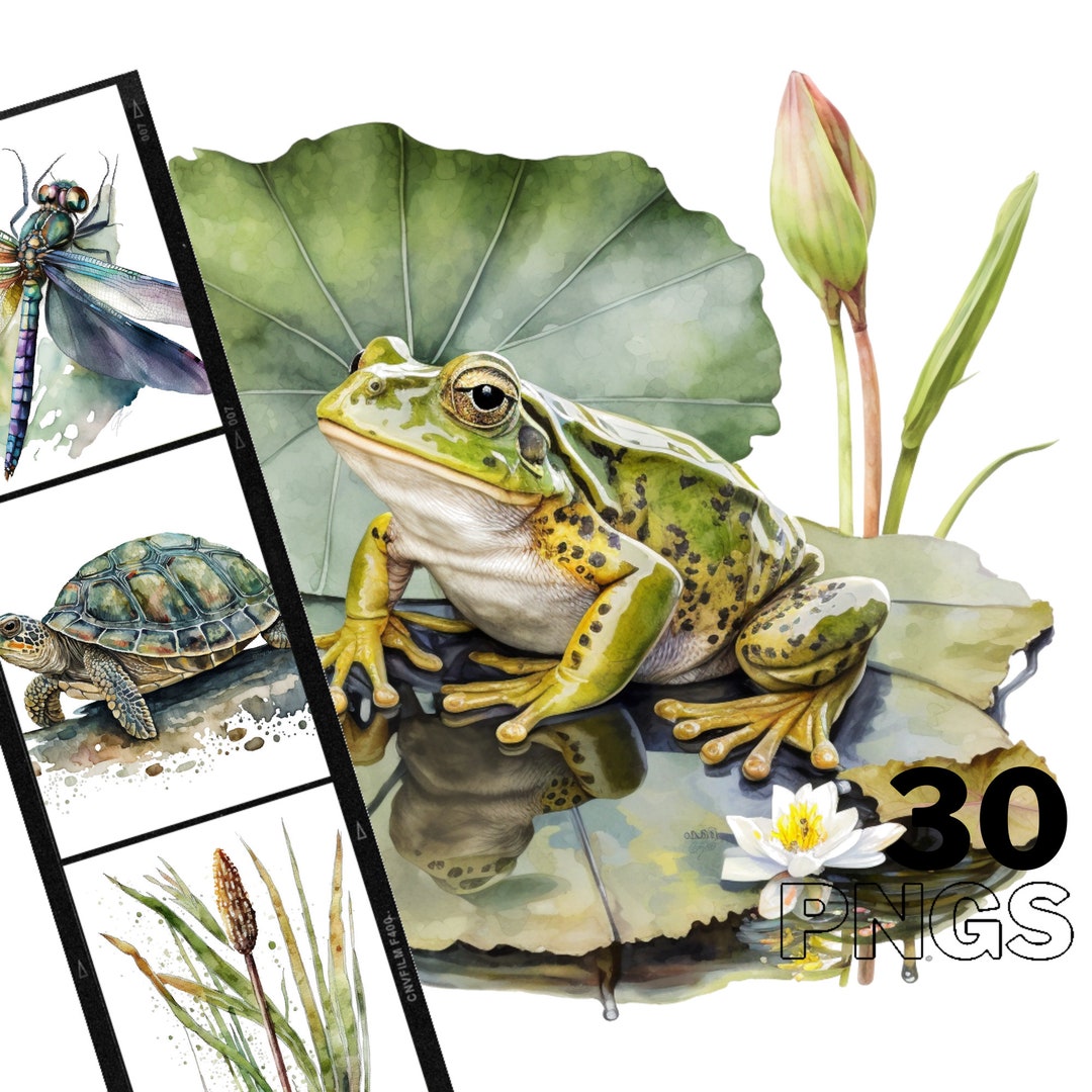 Frog Pond Watercolor Clipart 30 PNG Images, Digital Download, 300 DPI ...