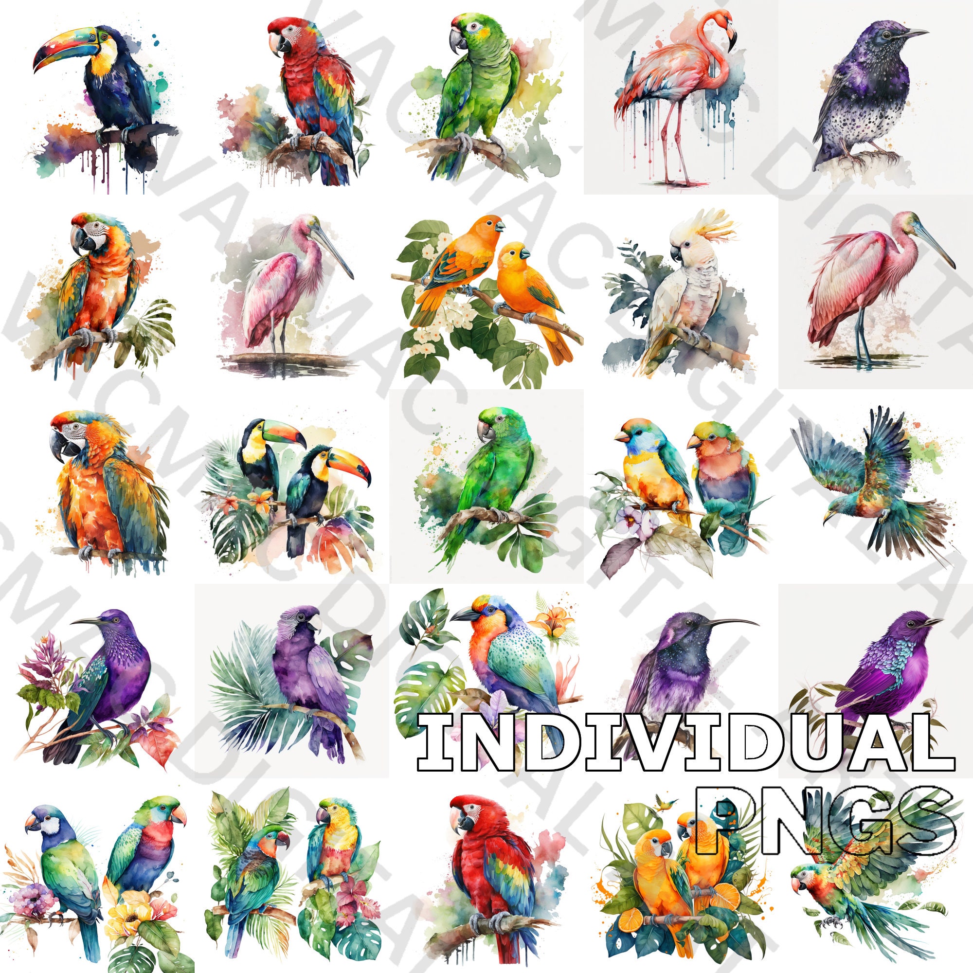 Tropical Bird Watercolor Clipart 39 PNG Images, Digital Download, 300 DPI Ideal for Crafts ...