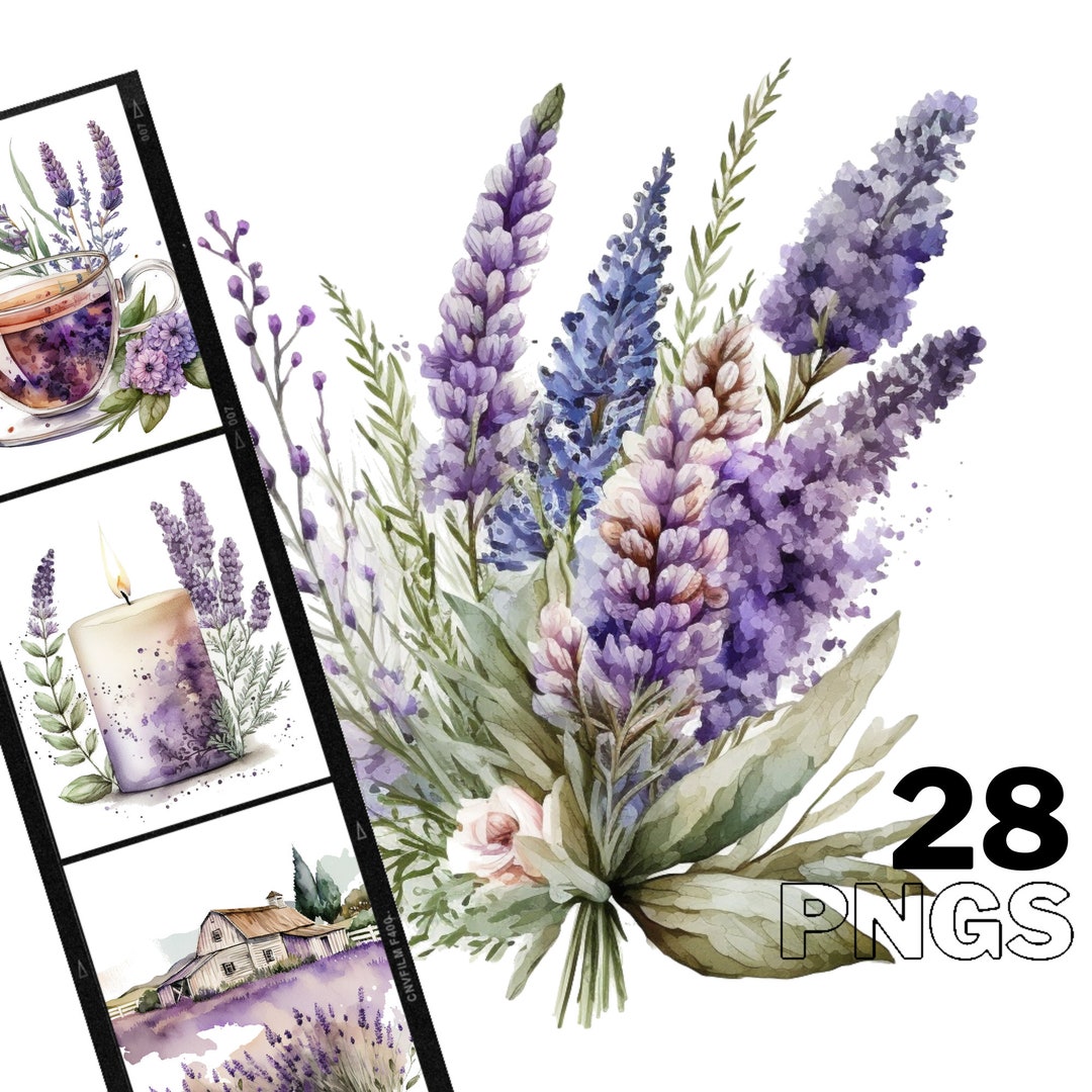 Lavender Watercolor Clipart 28 PNG Images, Digital Download, 300 DPI ...