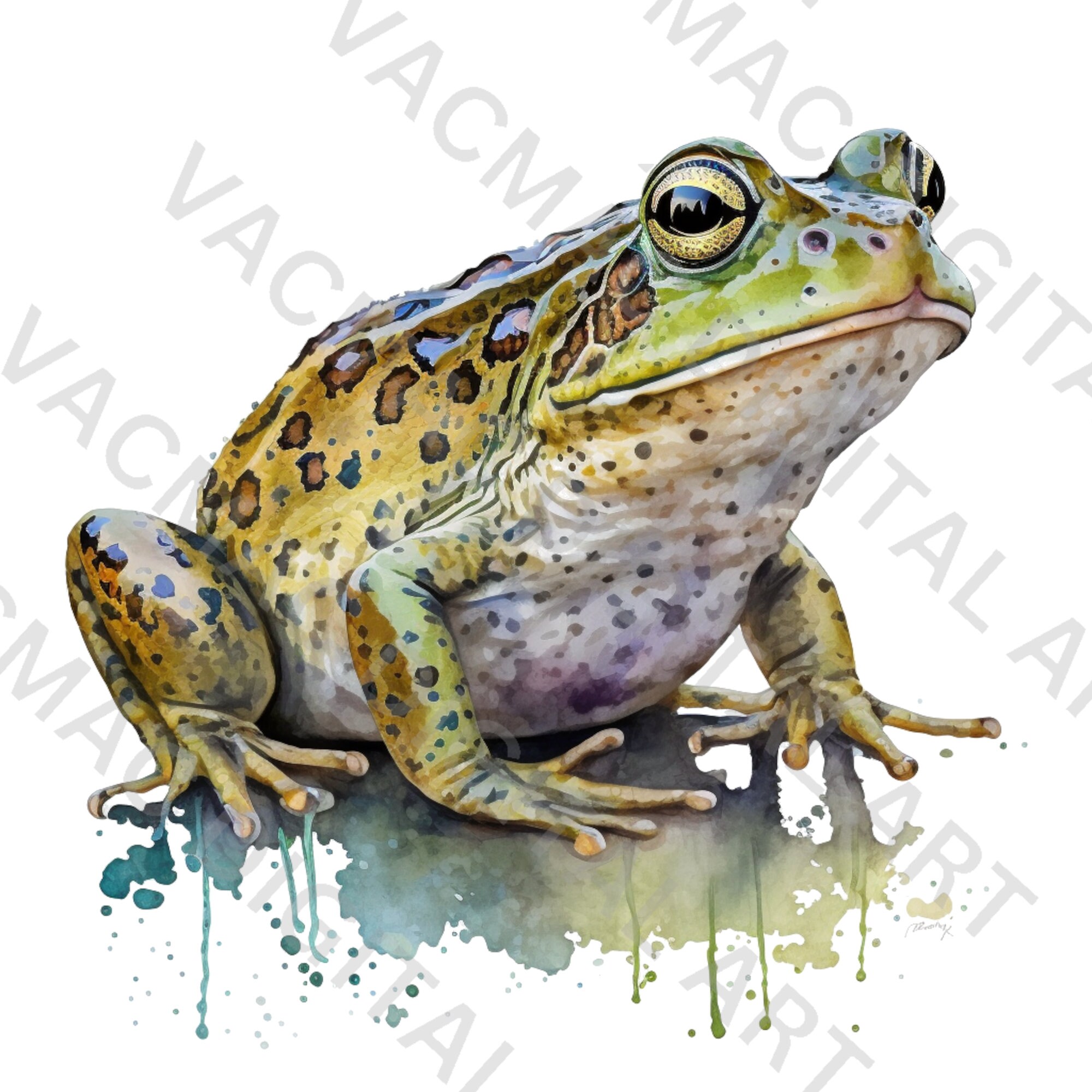 Frog Pond Watercolor Clipart 30 PNG Images, Digital Download, 300 DPI ...