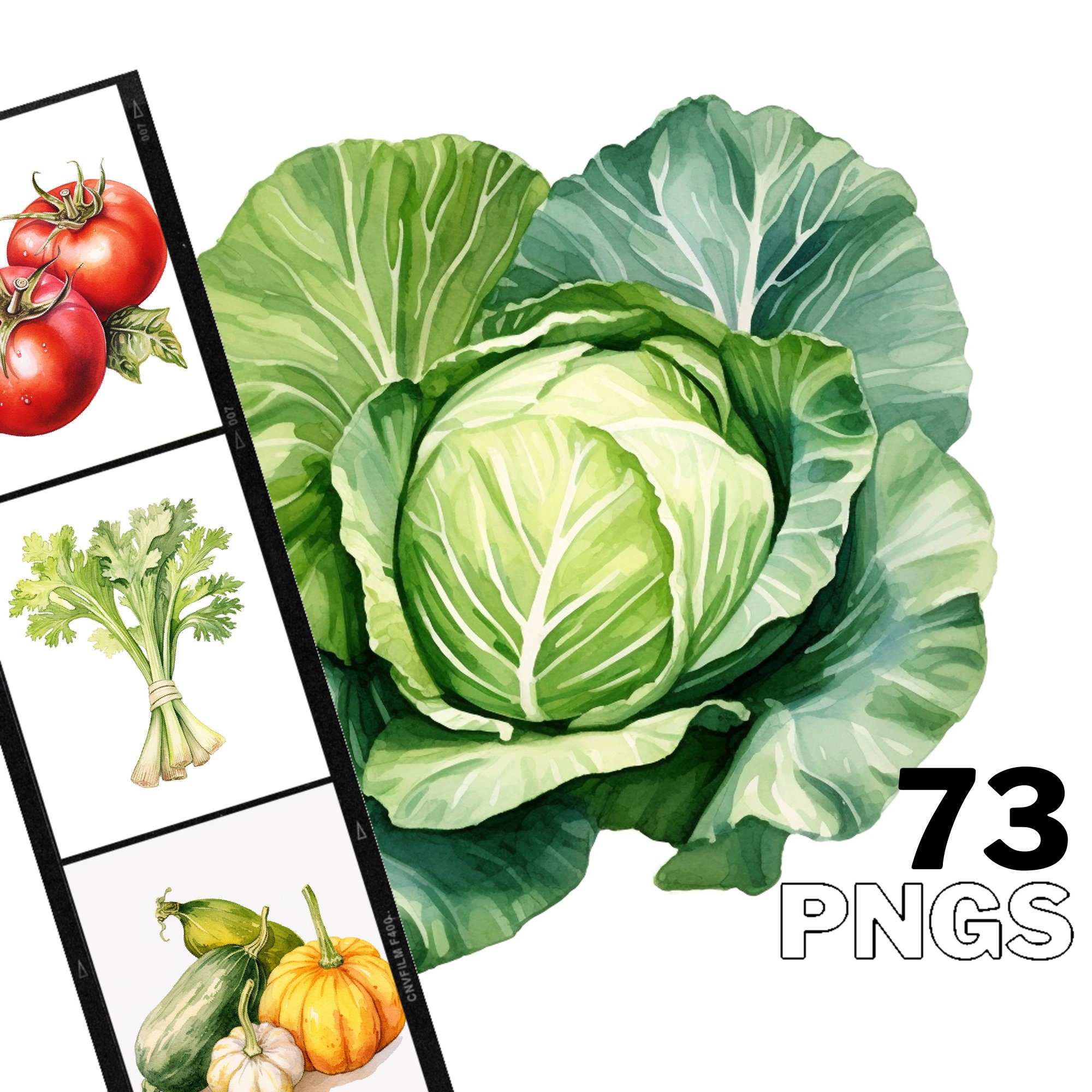 Vegetable Watercolor Clipart 73 PNG Images, Digital Download, 300 DPI ...