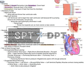 Upper Extremity Bones and Joints Study Guide Digital - Etsy