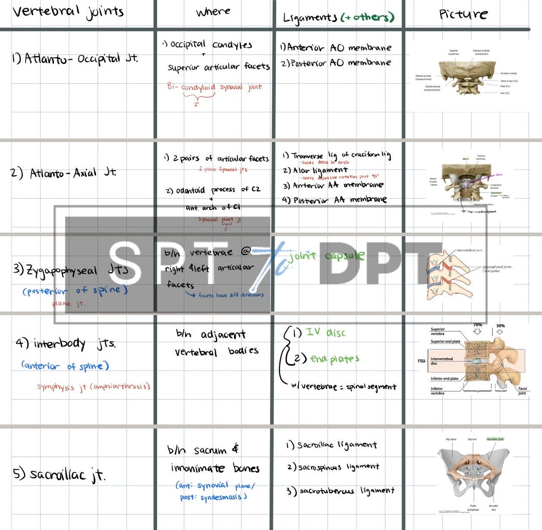 Spinal Cord Ligaments Study Guide, Guide Sheet, Cheat Sheet, Reference ...