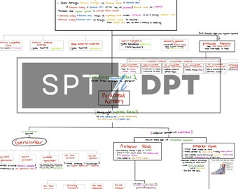 Upper Extremity Bones and Joints Study Guide Digital - Etsy