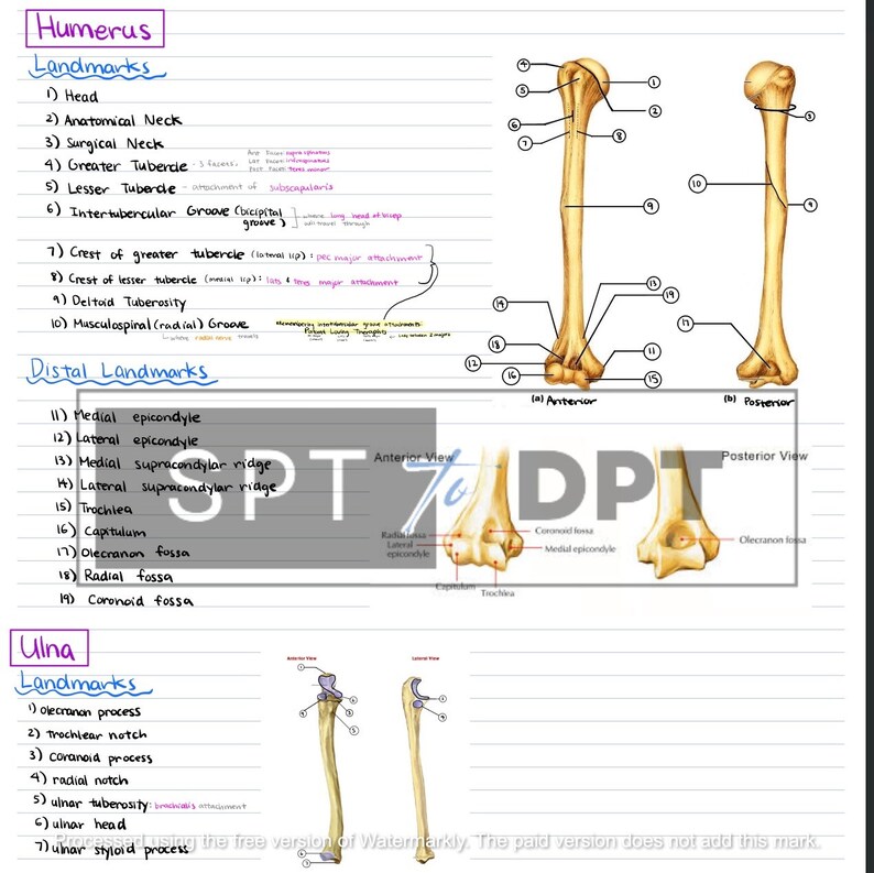 Upper Extremity Bones and Joints Study Guide Digital - Etsy