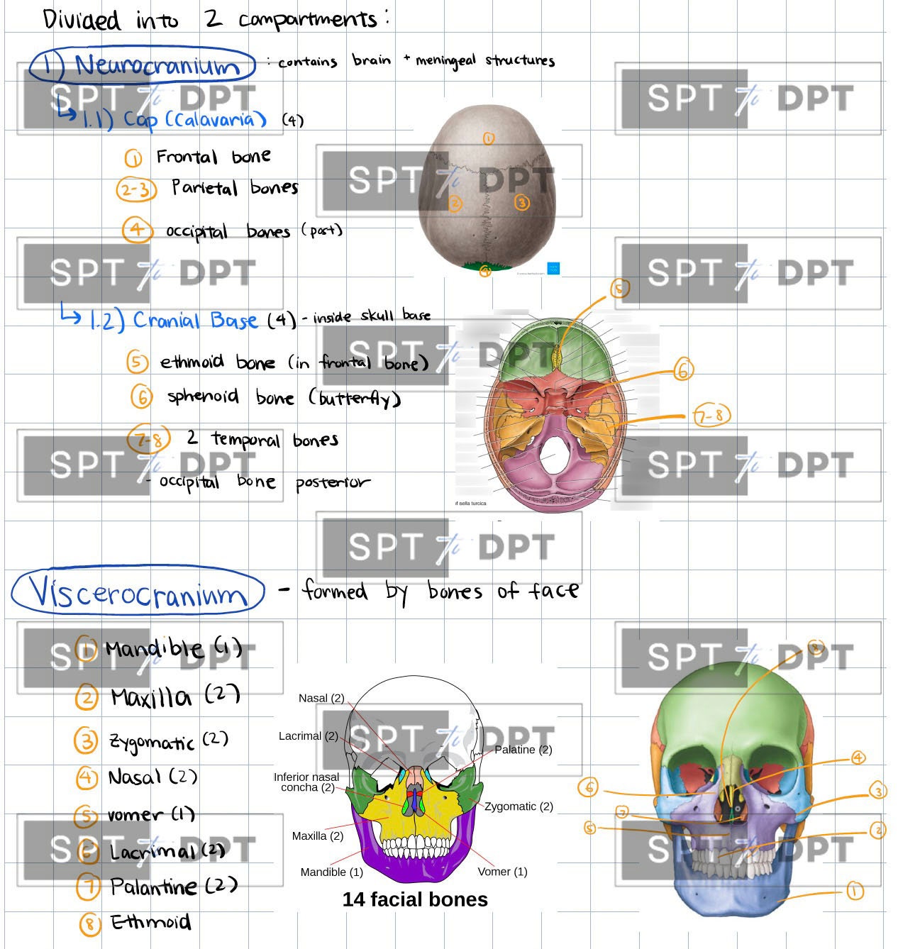 Head and Anterior Neck Study Bundle, Study Guide, Guide Sheet, Cheat ...