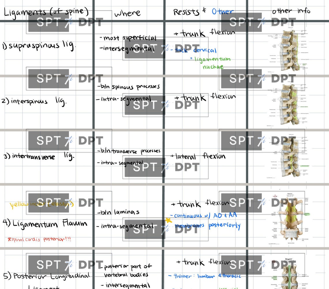 Spinal Cord Ligaments Study Guide, Guide Sheet, Cheat Sheet, Reference ...