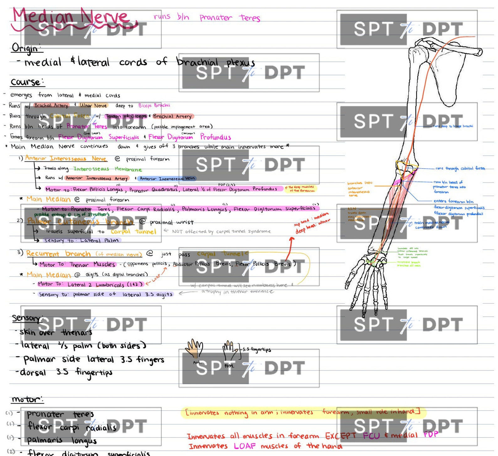 Upper Extremity Nerve Pathways Study Guide (digital Download) - Etsy