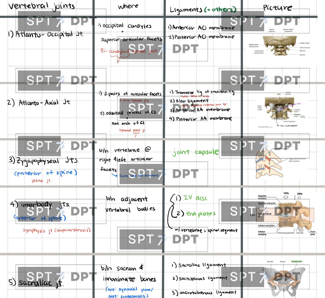 Spinal Cord Ligaments Study Guide, Guide Sheet, Cheat Sheet, Reference ...