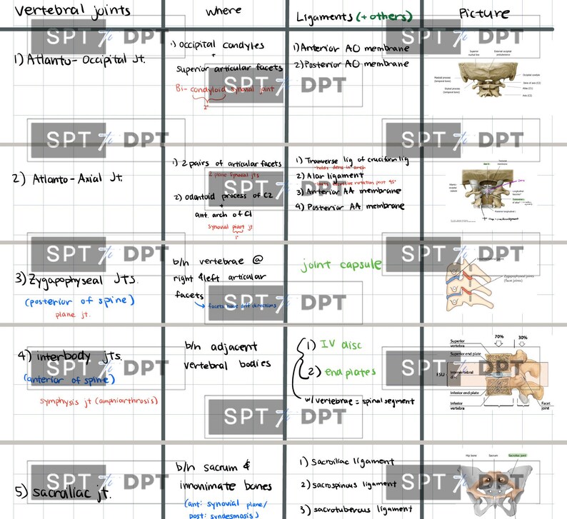 Spinal Cord Ligaments Study Guide, Guide Sheet, Cheat Sheet, Reference ...