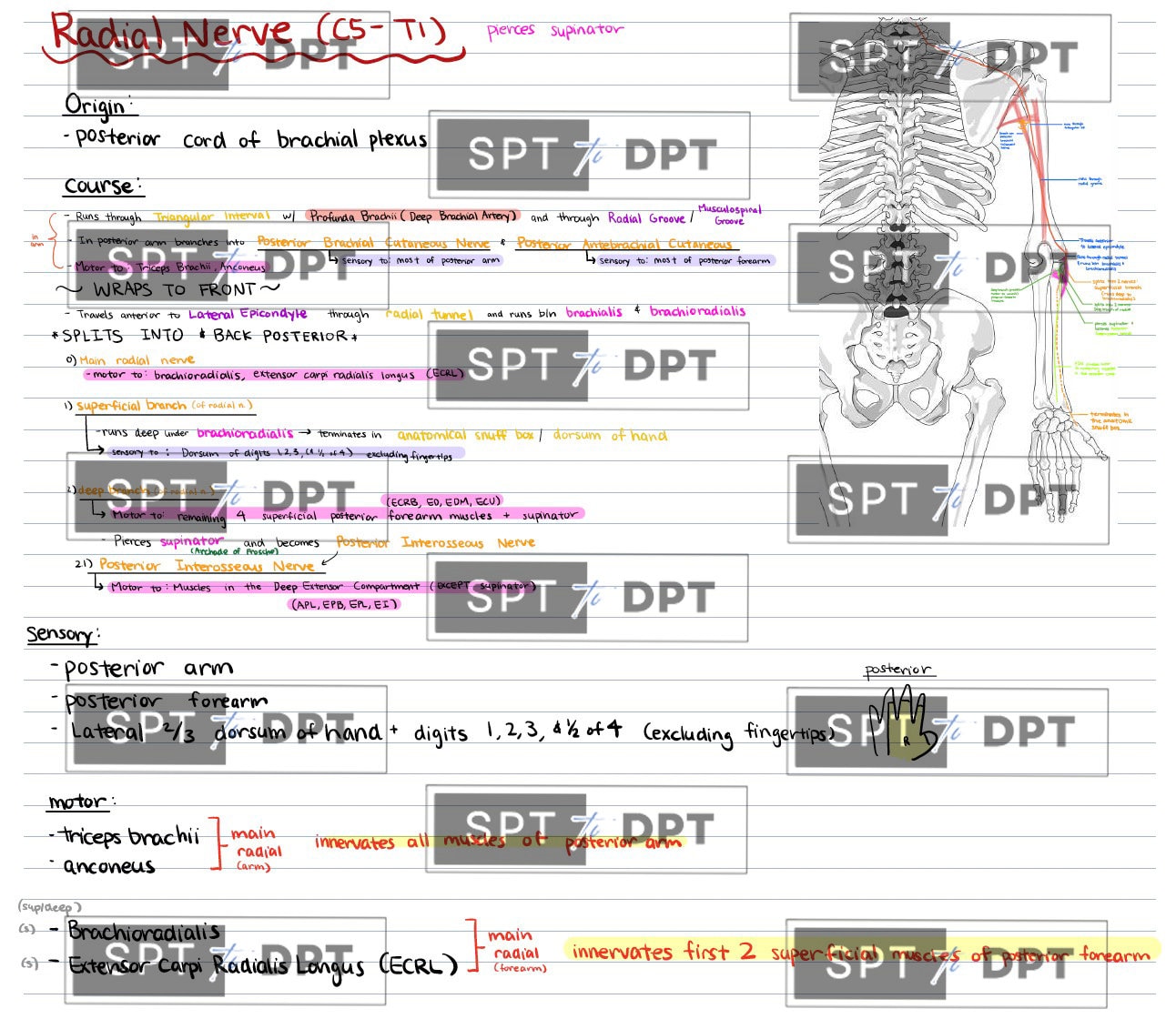 Upper Extremity Study Guide Bundle: Anatomy Notes (digital Download) - Etsy