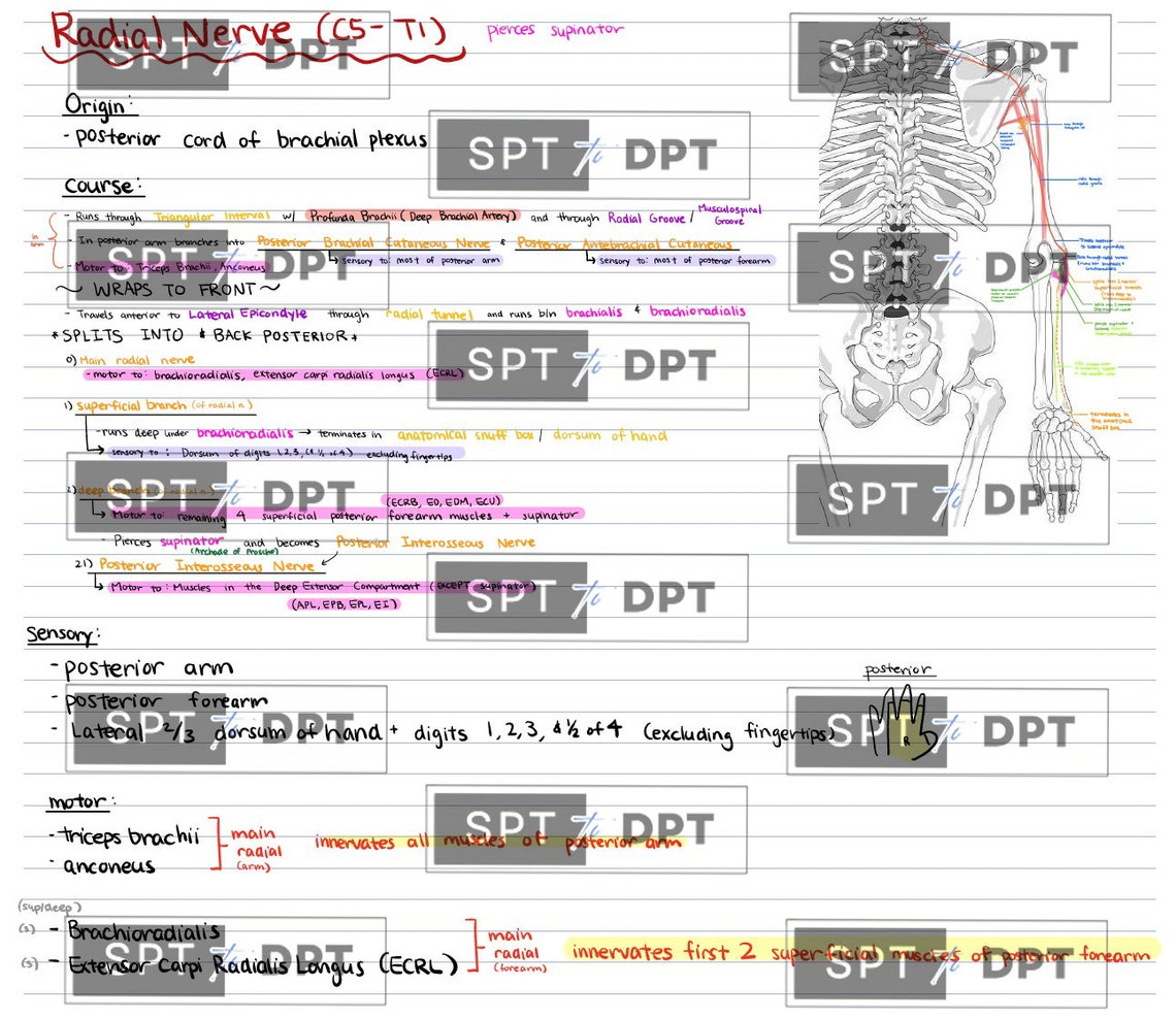 Upper Extremity Nerve Pathways Study Guide (digital Download) - Etsy