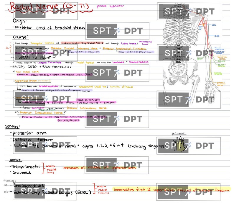 Upper Extremity Nerve Pathways Study Guide (digital Download) - Etsy