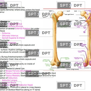Lower Extremity: Study Bundle Pack, Study Guide, Guide Sheet, Cheat ...