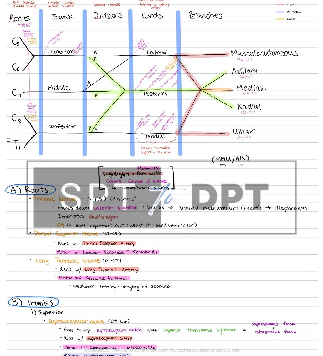 Upper Extremity: Brachial Plexus Study Guide - Etsy