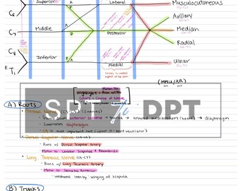 Upper Extremity Bones and Joints Study Guide Digital - Etsy