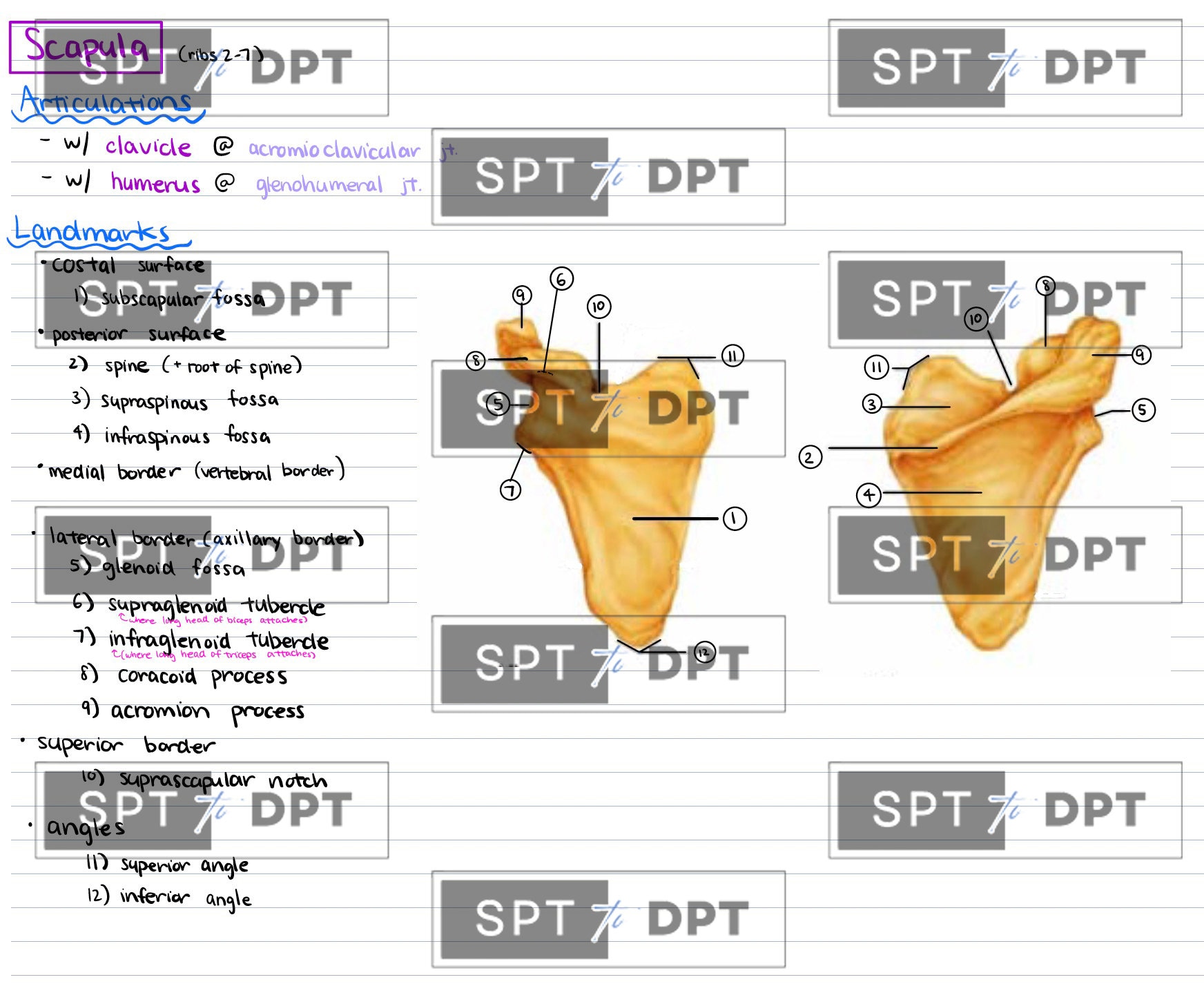 Upper Extremity Study Guide Bundle: Anatomy Notes (digital Download) - Etsy