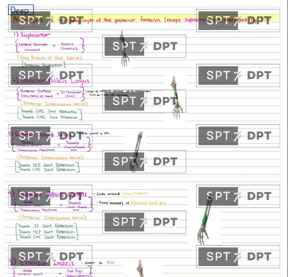 Upper Extremity: Muscles Musculature MSK Study Guide, Guide Sheet ...