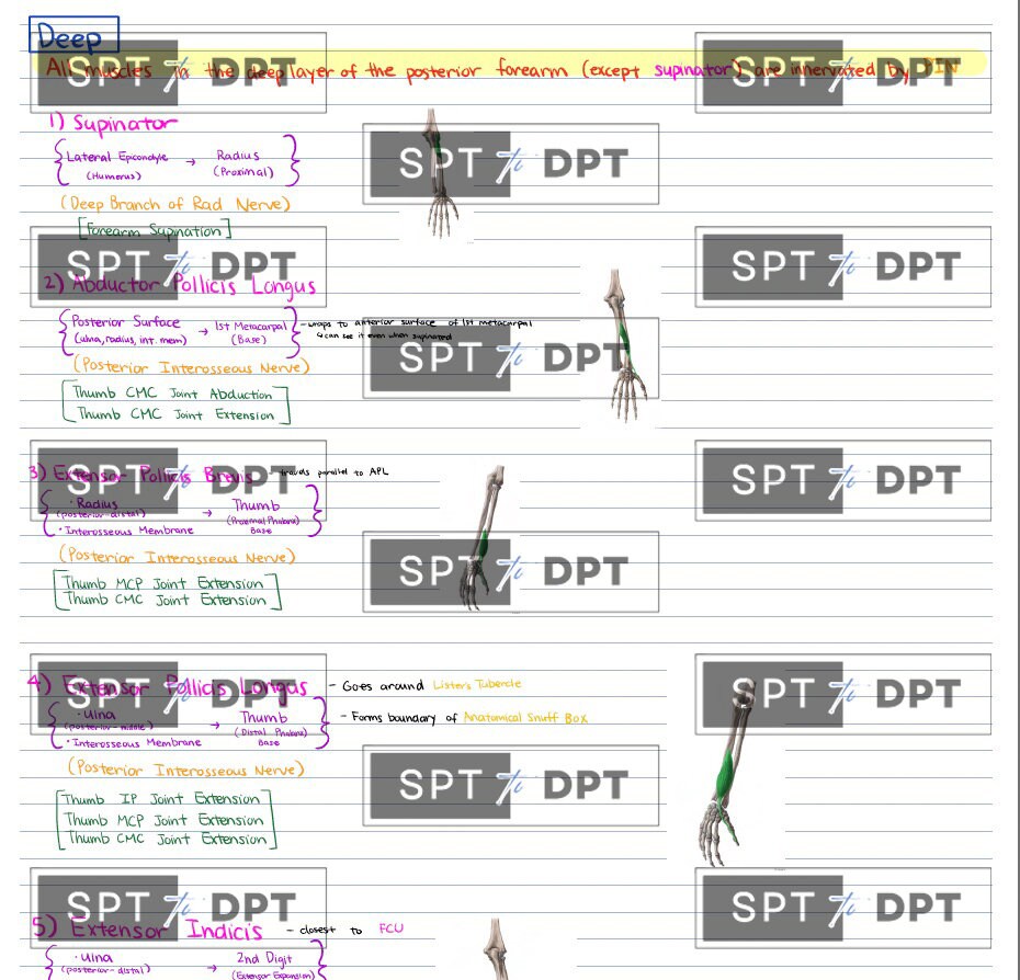 Upper Extremity: Muscles Musculature MSK Study Guide, Guide Sheet ...