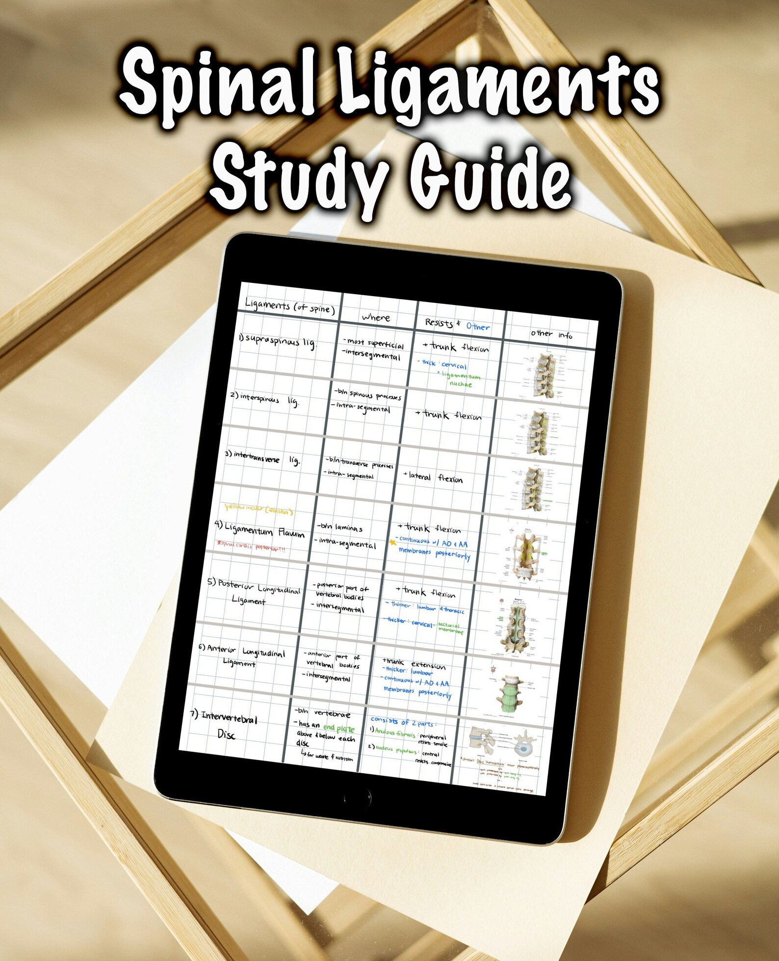 Spinal Cord Ligaments Study Guide, Guide Sheet, Cheat Sheet, Reference Guide | Digital Download ...