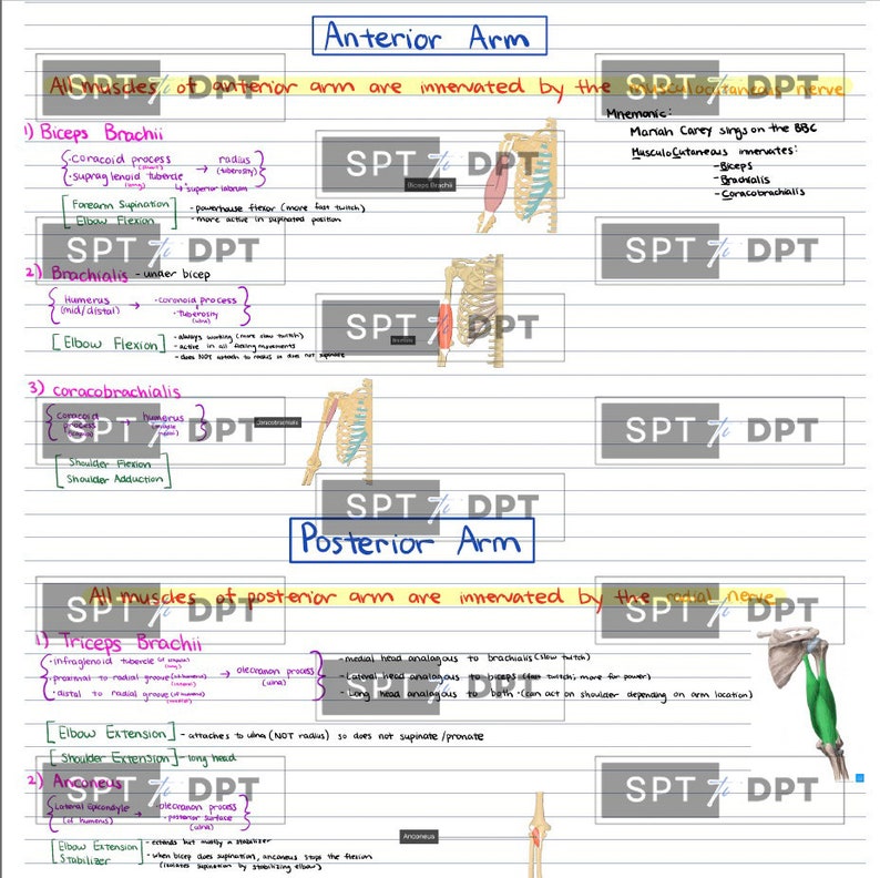 Upper Extremity: Muscles Musculature MSK Study Guide, Guide Sheet ...