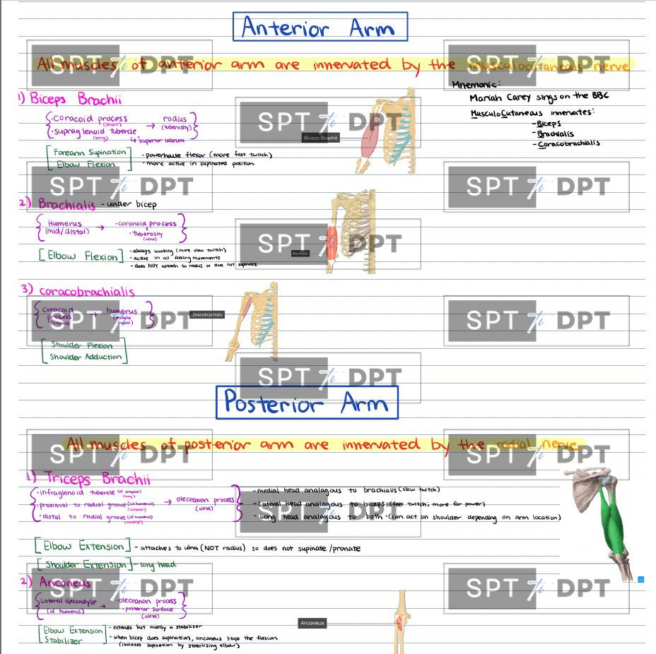 Upper Extremity: Muscles Musculature MSK Study Guide, Guide Sheet ...