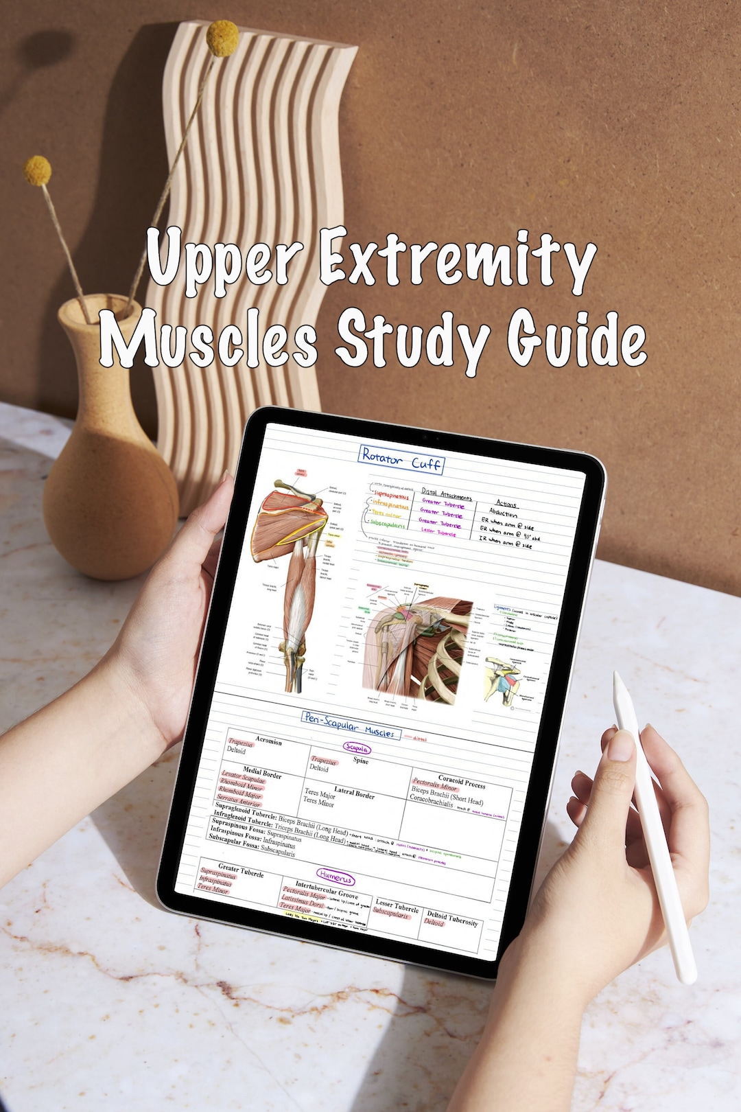 Upper Extremity: Muscles Musculature MSK Study Guide, Guide Sheet ...