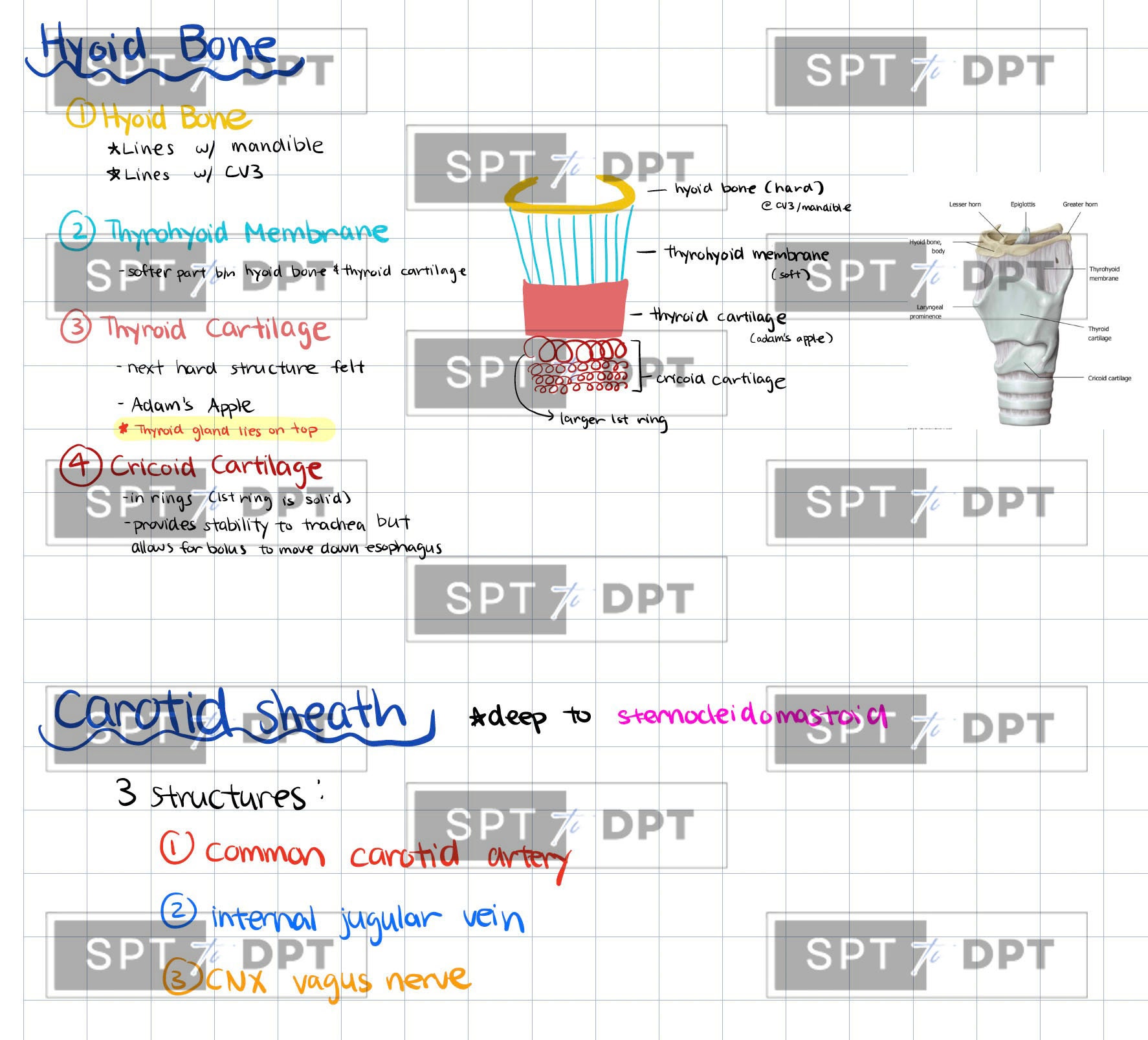 Head and Anterior Neck Study Bundle, Study Guide, Guide Sheet, Cheat Sheet, Reference Guide ...