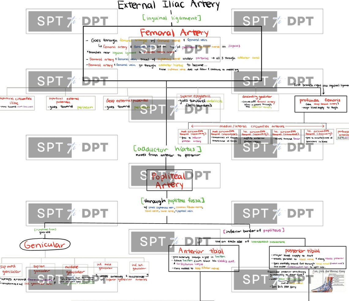 Lower Extremity: Study Bundle Pack, Study Guide, Guide Sheet, Cheat Sheet, Reference Guide ...