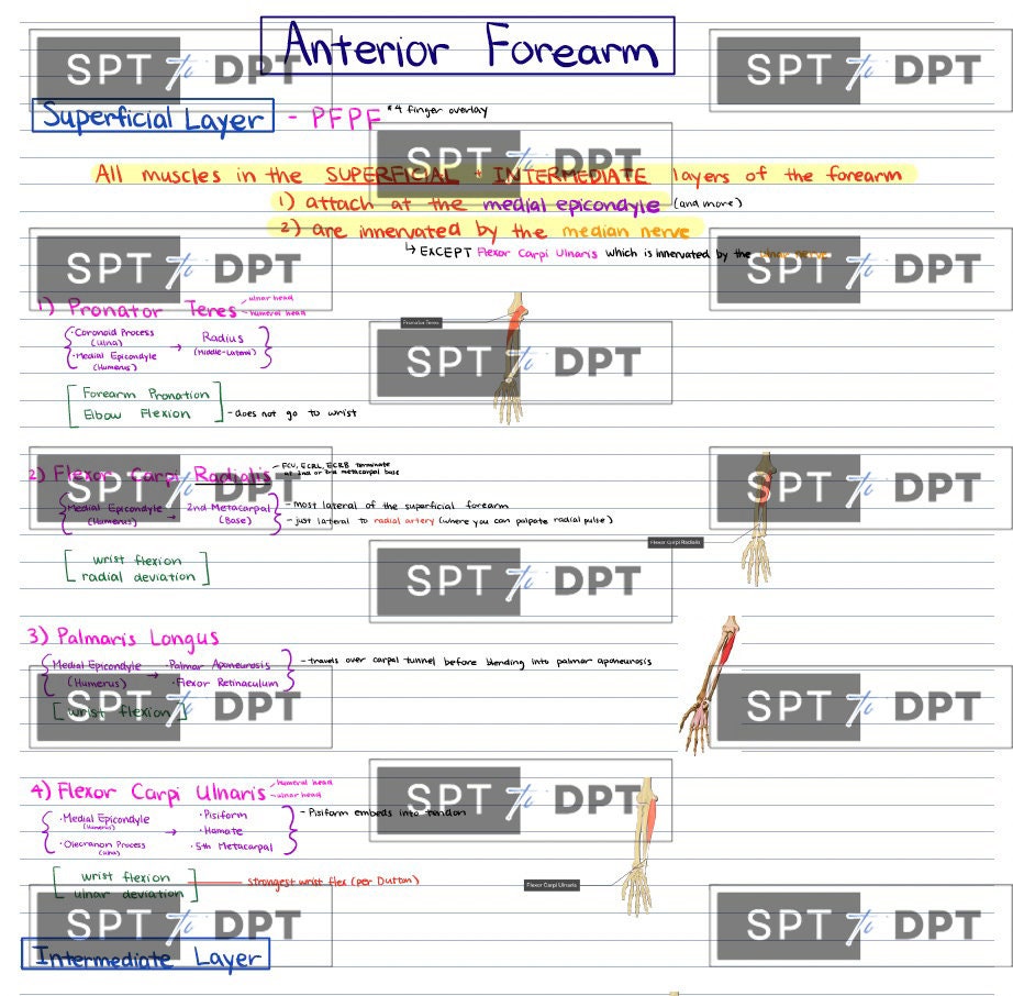 Upper Extremity: Muscles Musculature MSK Study Guide, Guide Sheet ...