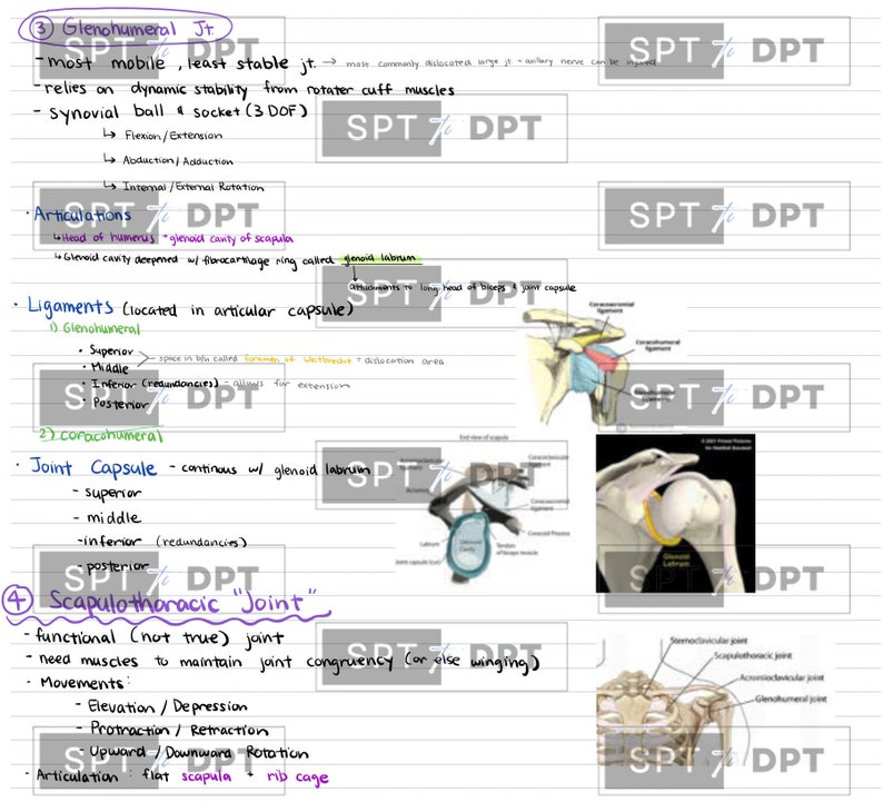 Upper Extremity Bones and Joints, Study Guide, Guide Sheet, Cheat Sheet ...